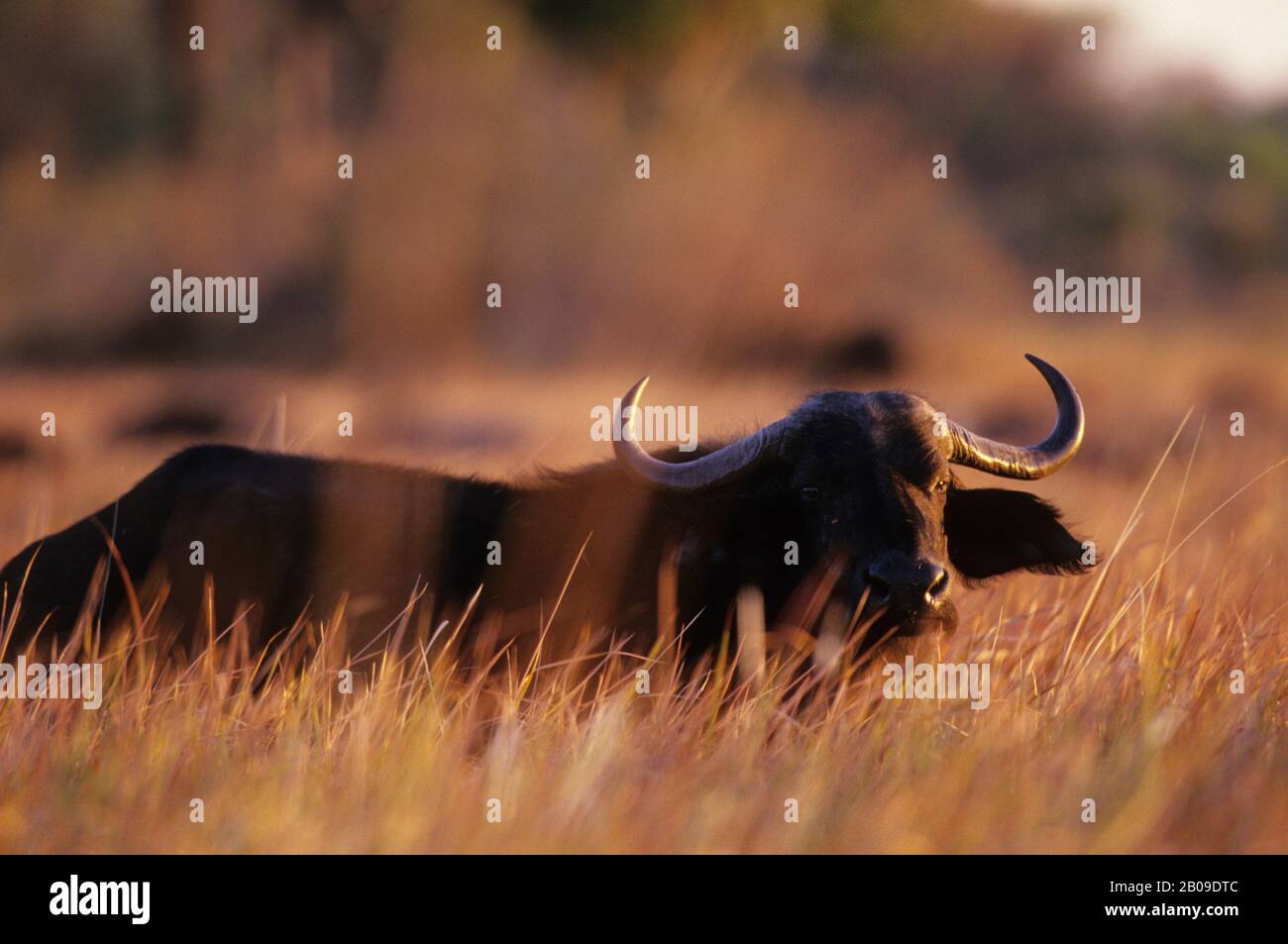 BOTSWANA, OKAVANGO DELTA, CAPE BUFFALO IN HIGH GRASS, EVENING SUNSHINE ...