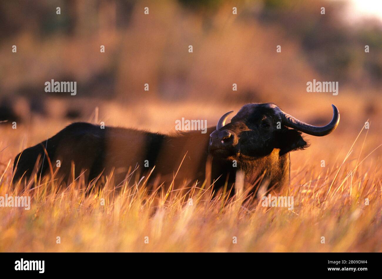 BOTSWANA, OKAVANGO DELTA, CAPE BUFFALO IN HIGH GRASS, EVENING SUNSHINE ...