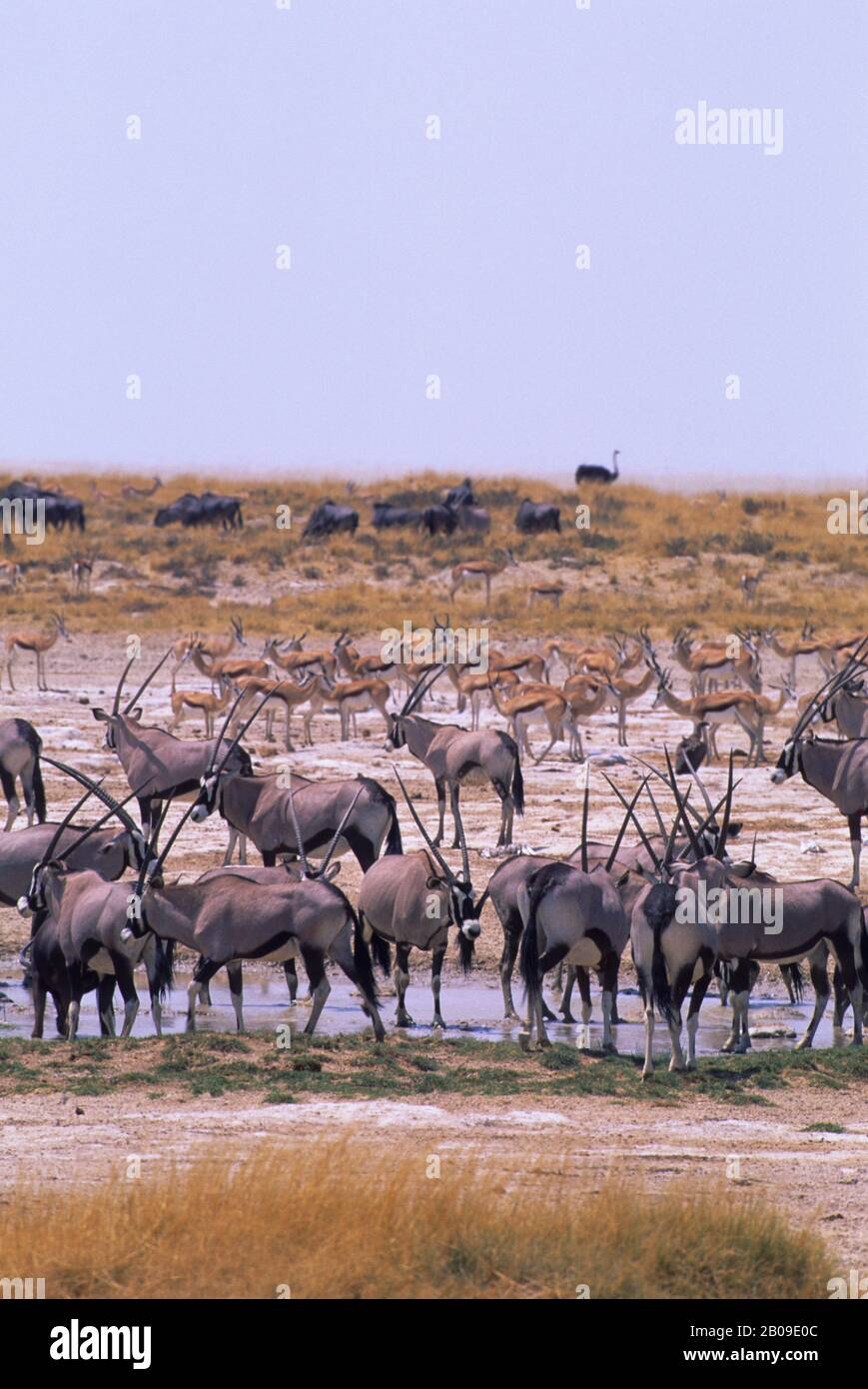 NAMIBIA,ETOSHA NAT'L PARK, ORYX AND SPRINGBOK AT WATERHOLE Stock Photo ...