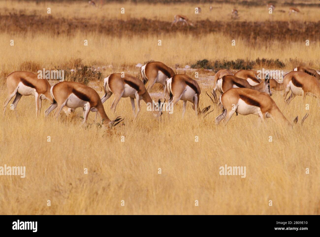 NAMIBIA,ETOSHA NAT'L PARK, SPRINGBOKS GRAZING Stock Photo - Alamy