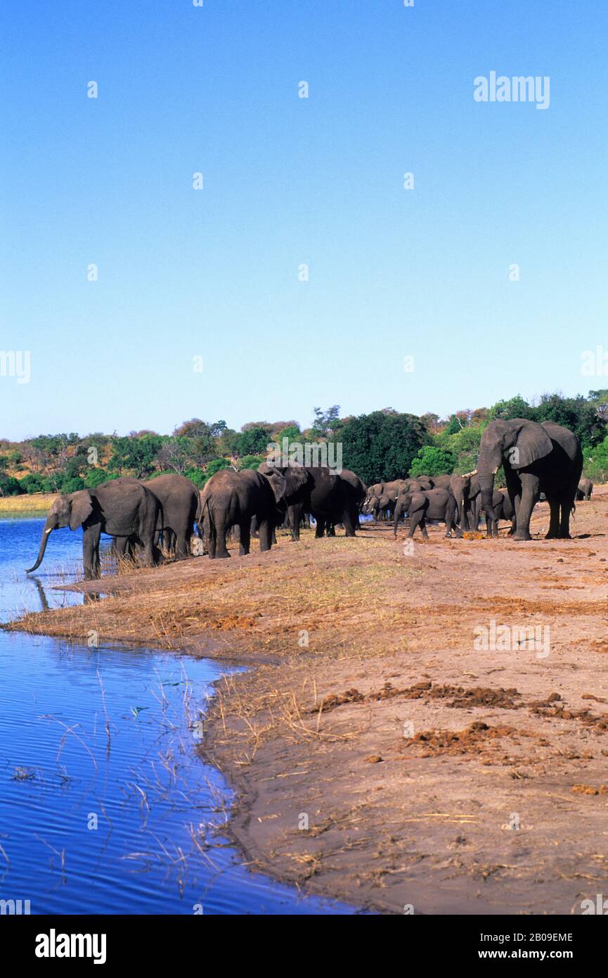 Chobe river national park hi-res stock photography and images - Alamy
