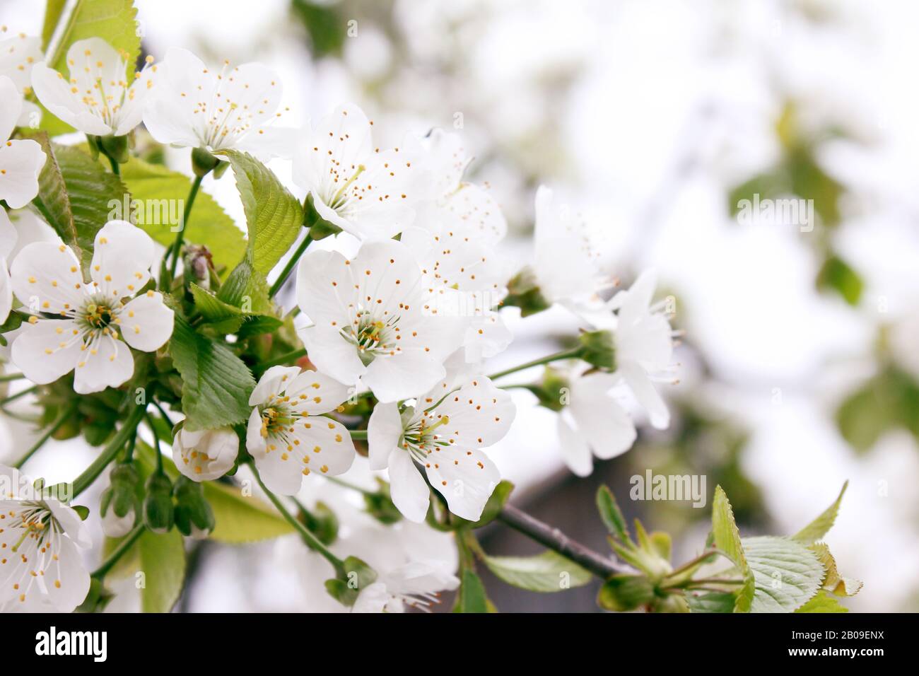 Beautiful Spring Blossoming Cherry Tree Stock Photo Alamy
