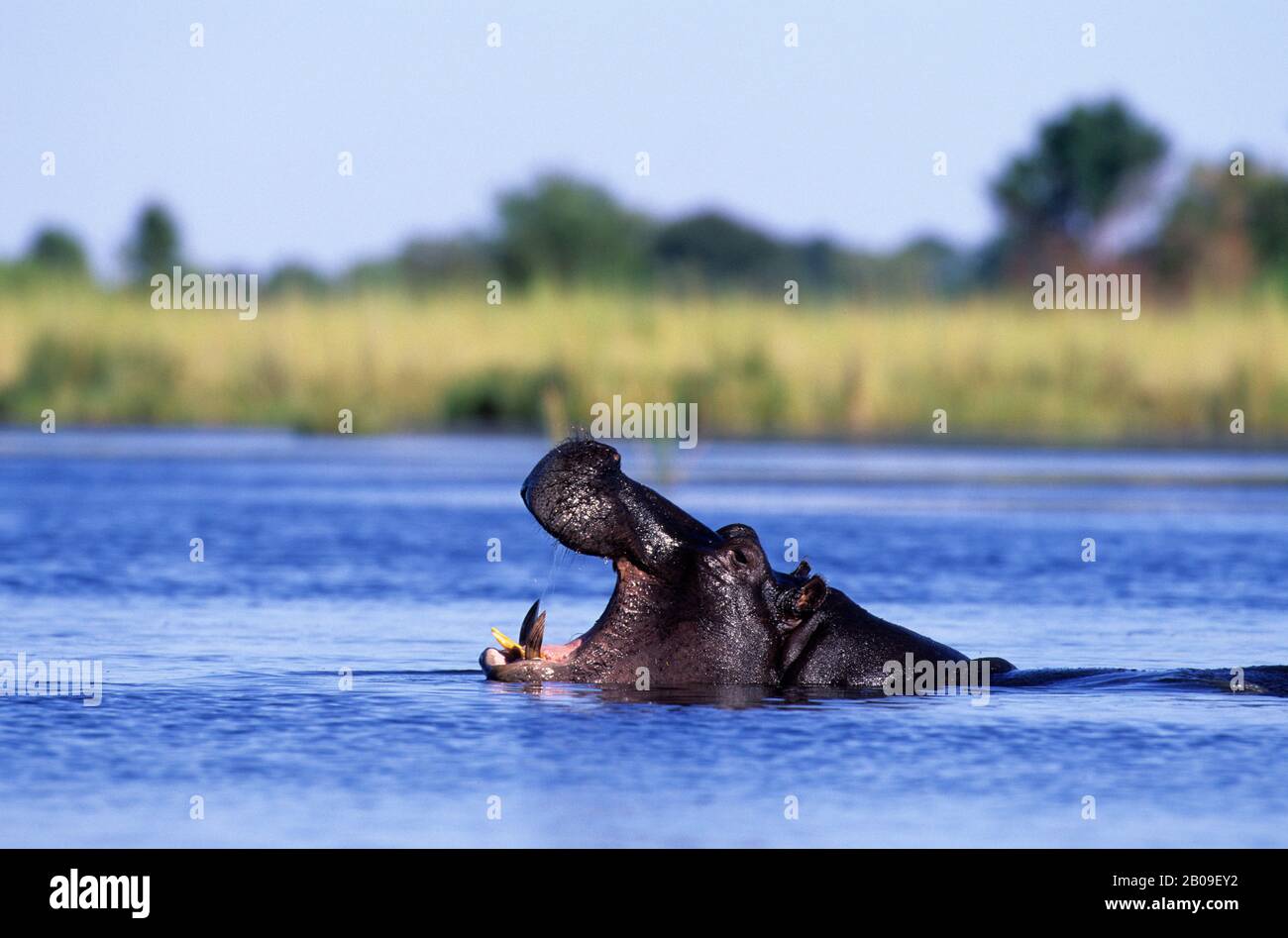 BOTSWANA, MOREMI WILDLIFE RESERVE, OKAVANGO DELTA, HIPPO YAWNING Stock ...