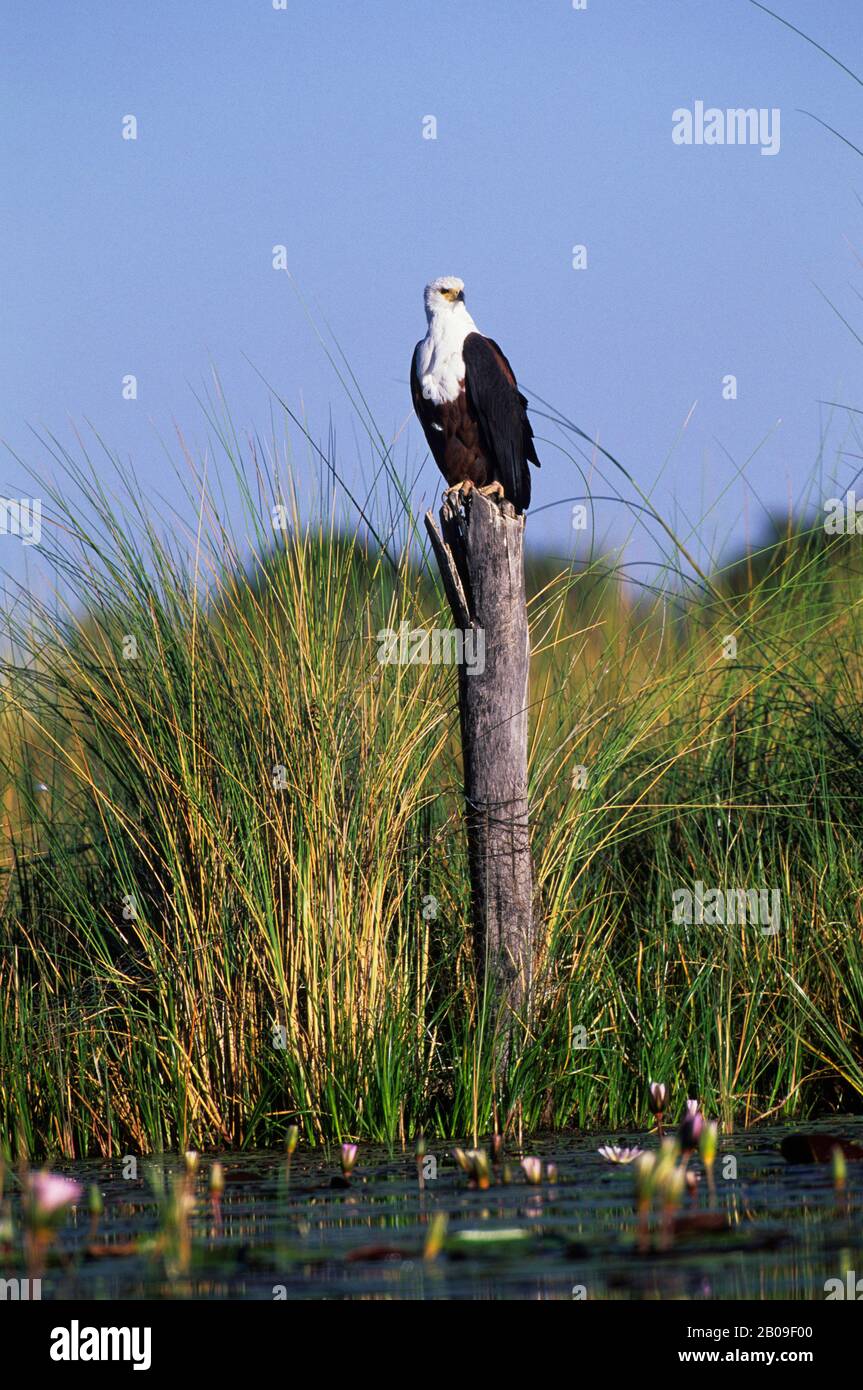 BOTSWANA, MOREMI WILDLIFE RESERVE, OKAVANGO DELTA, AFRICAN FISH EAGLE ...