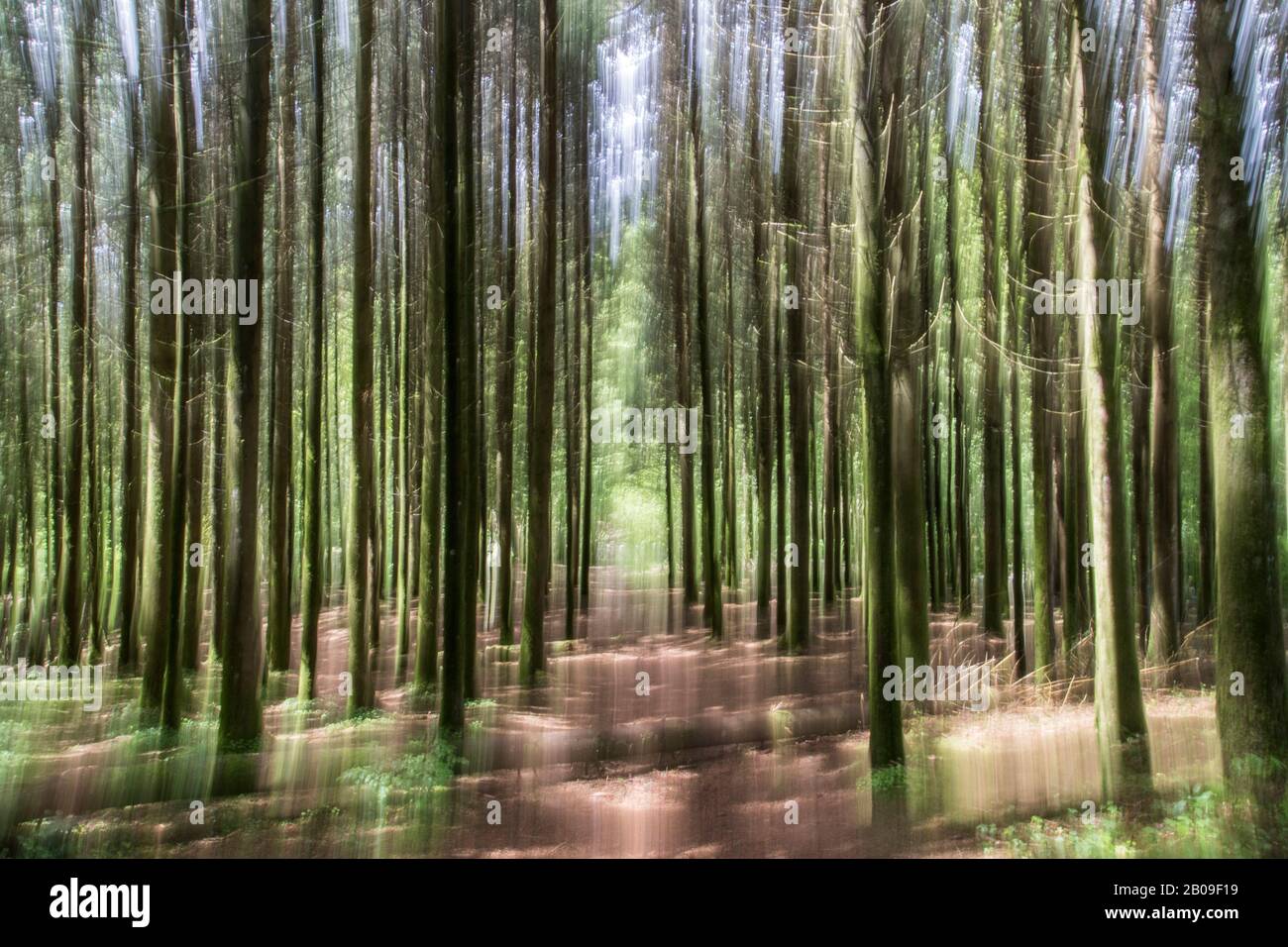 Effet de flou sur une forêt de pins Stock Photo - Alamy