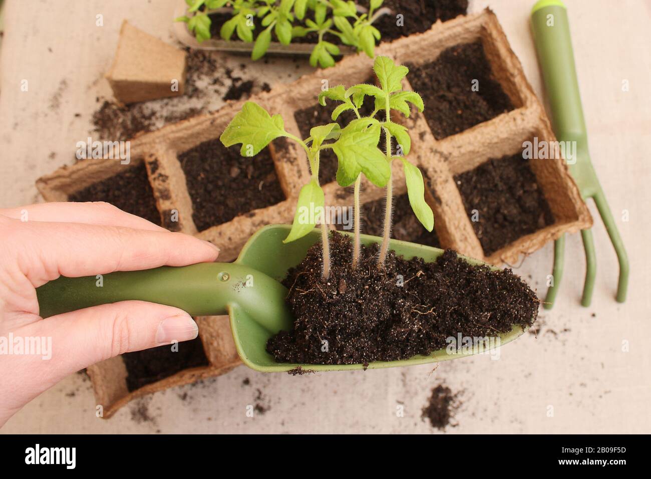 Transplanting tomato seedlings with gardens tools Stock Photo - Alamy