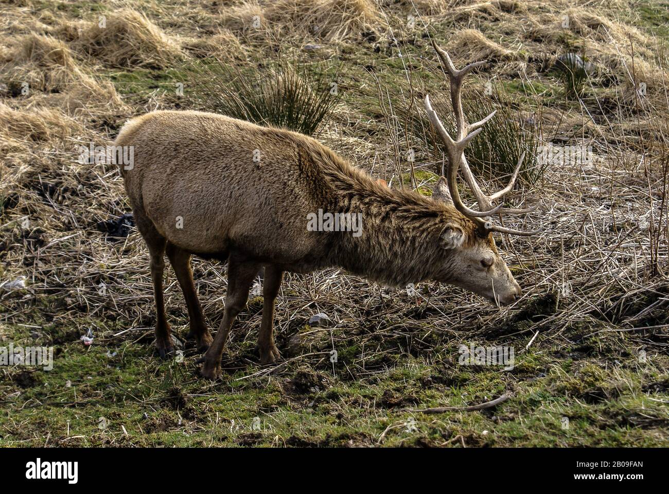 Wild stag seen with his majestic antlers Stock Photo - Alamy