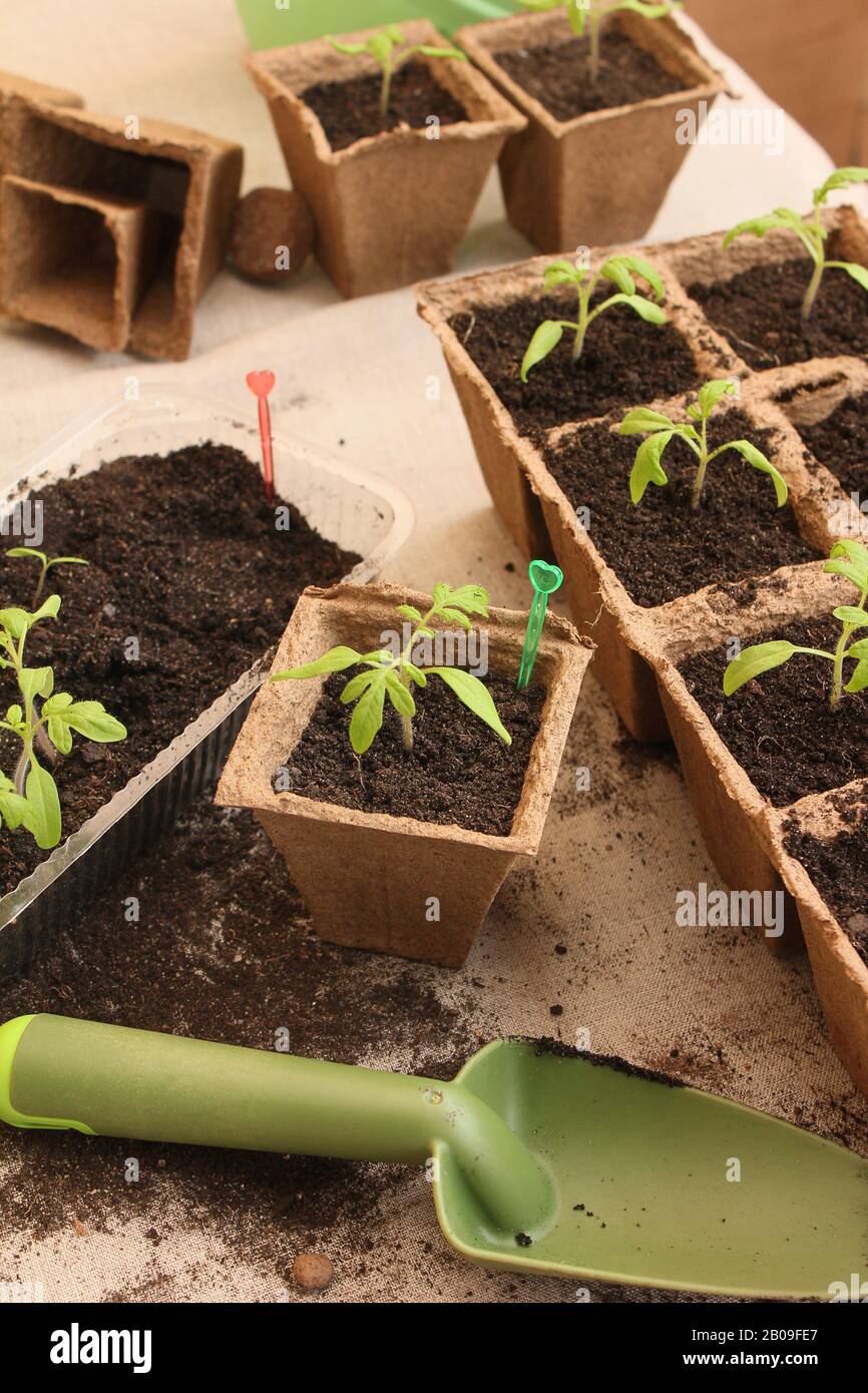Transplanting tomato seedlings with gardens tools Stock Photo - Alamy