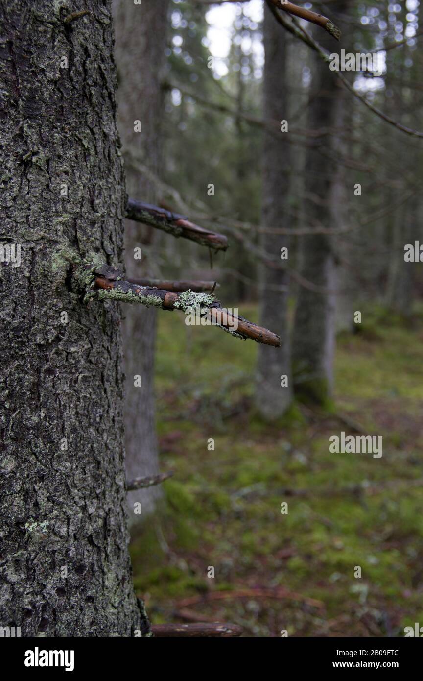 Unearthed tree roots hi-res stock photography and images - Alamy