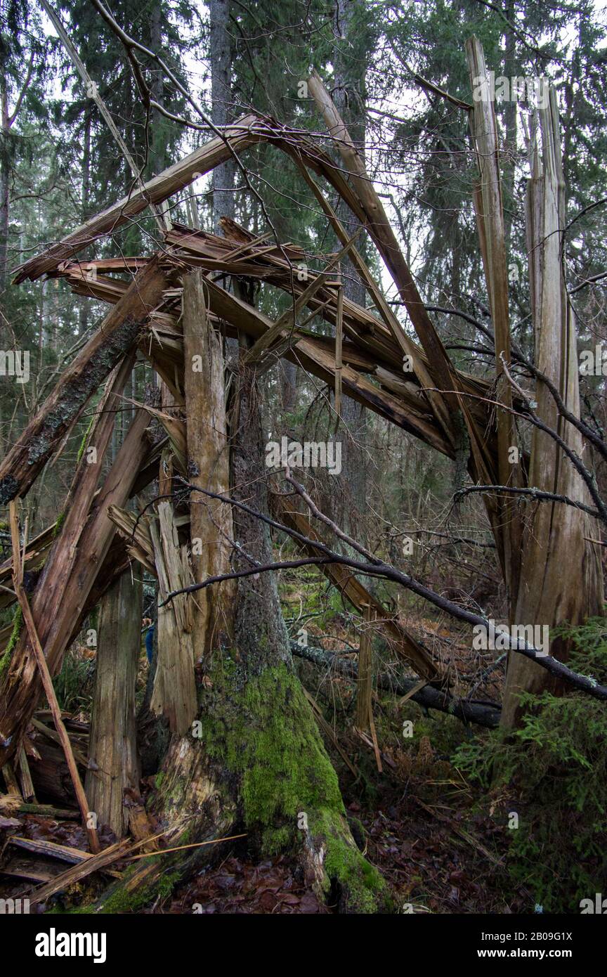 Storms Uproot Trees High Resolution Stock Photography and Images - Alamy