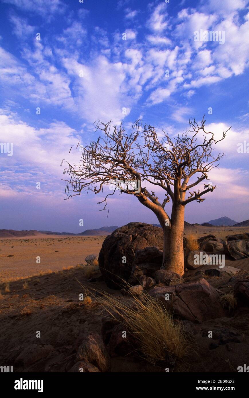 Morango tree hi-res stock photography and images - Alamy