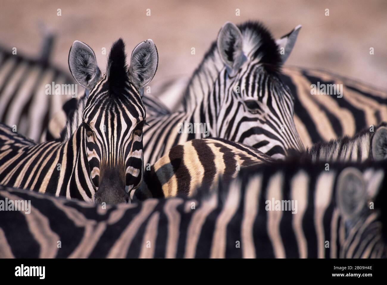 Namibia etosha national park zebra hi-res stock photography and images ...