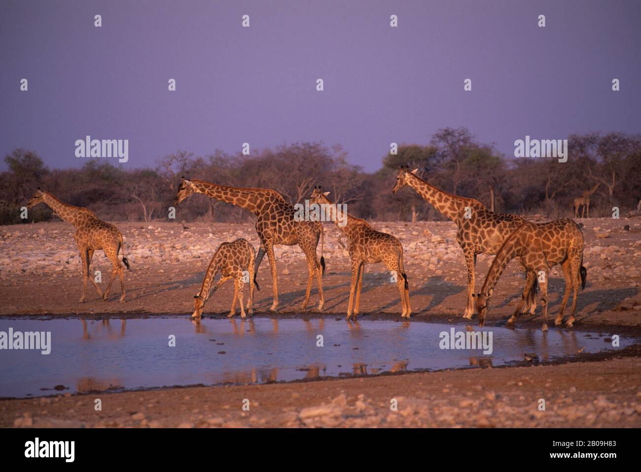 Giraffes waterhole hi-res stock photography and images - Alamy