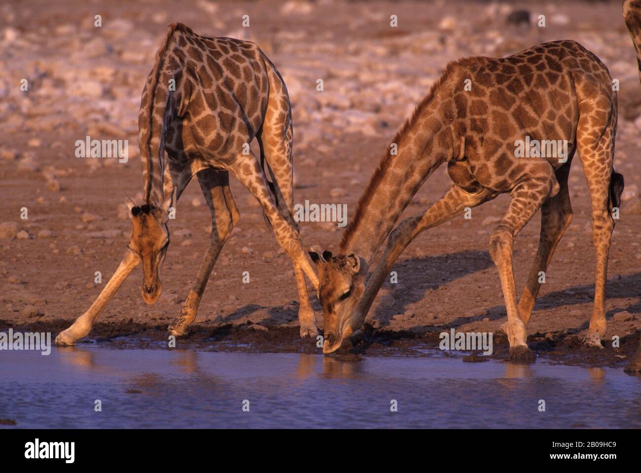 Namibia desert giraffes hi-res stock photography and images - Alamy