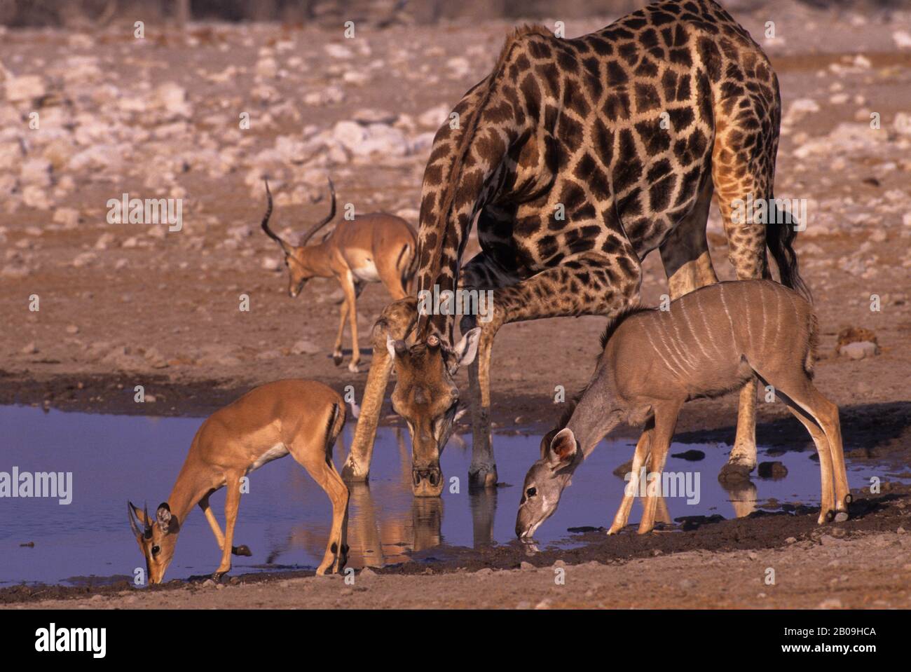 AFRICA, NAMIBIA, ETOSHA NATIONAL PARK, GIRAFFE, KUDU, AND IMPALA AT WATERHOLE Stock Photo - Alamy