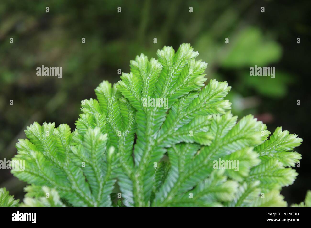 Frosty moss fern, Selaginella kraussiana Stock Photo - Alamy