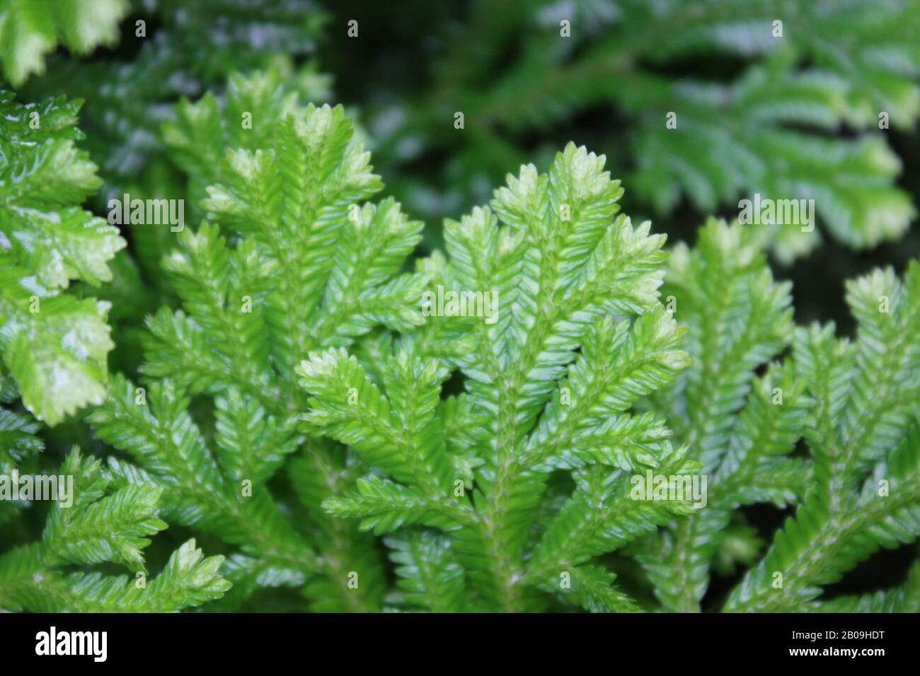 Frosty moss fern, Selaginella kraussiana Stock Photo - Alamy