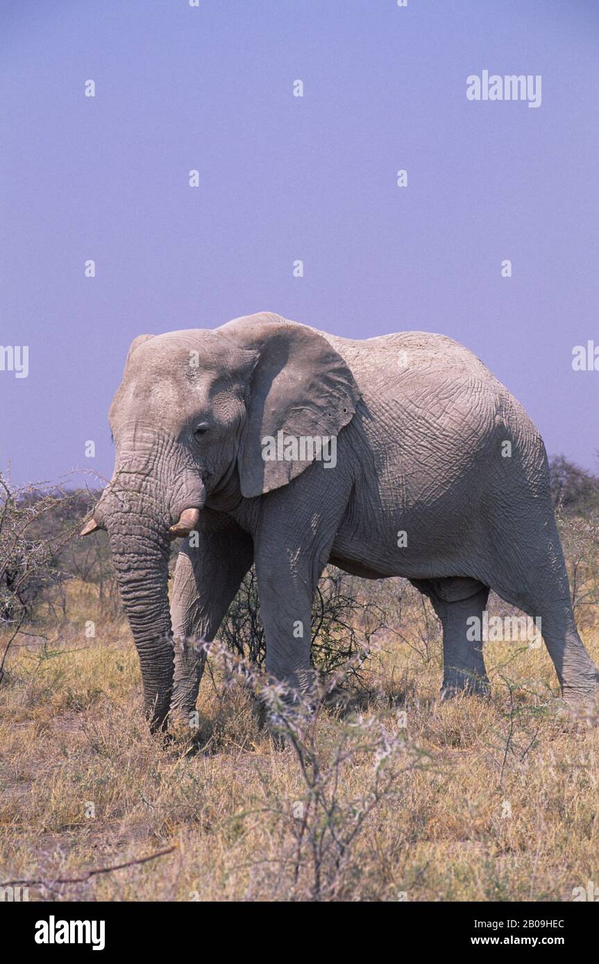 National park elephant namibia hi-res stock photography and images - Alamy