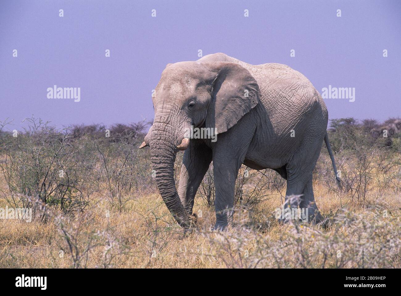 National park elephant namibia hi-res stock photography and images - Alamy