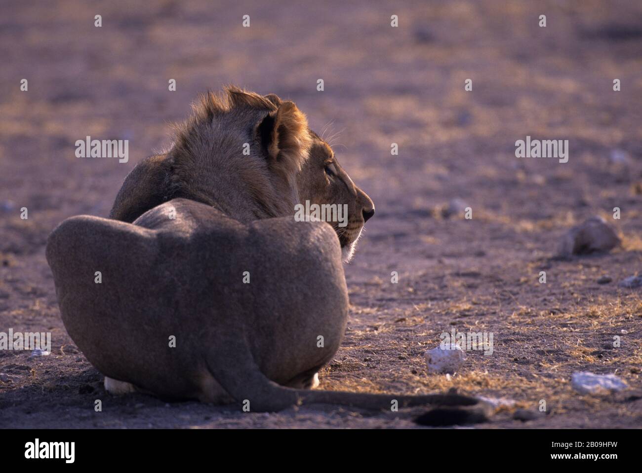 Male lion africa wildlife animal hi-res stock photography and images ...