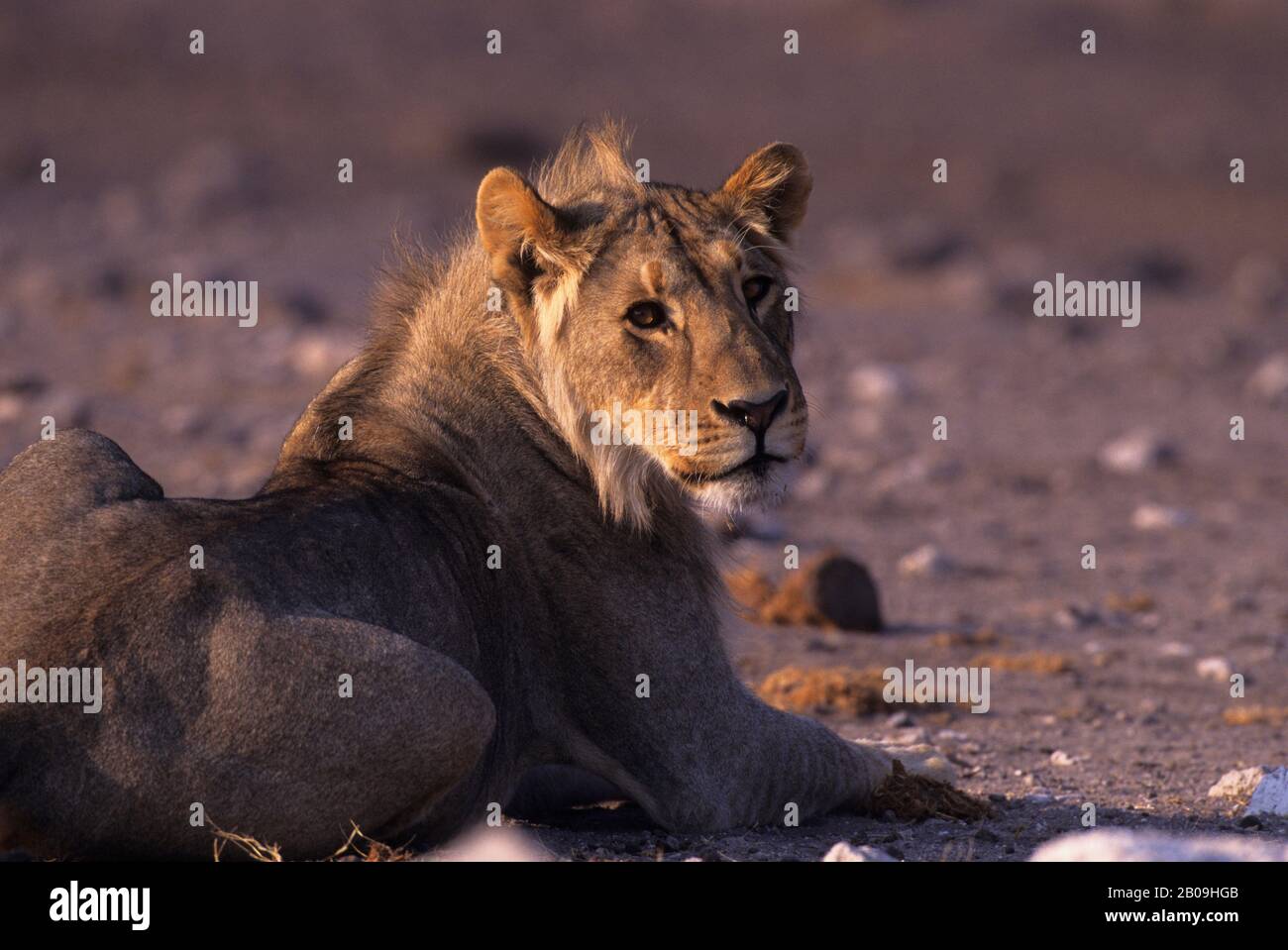 Male lion african wildlife animal hi-res stock photography and images ...