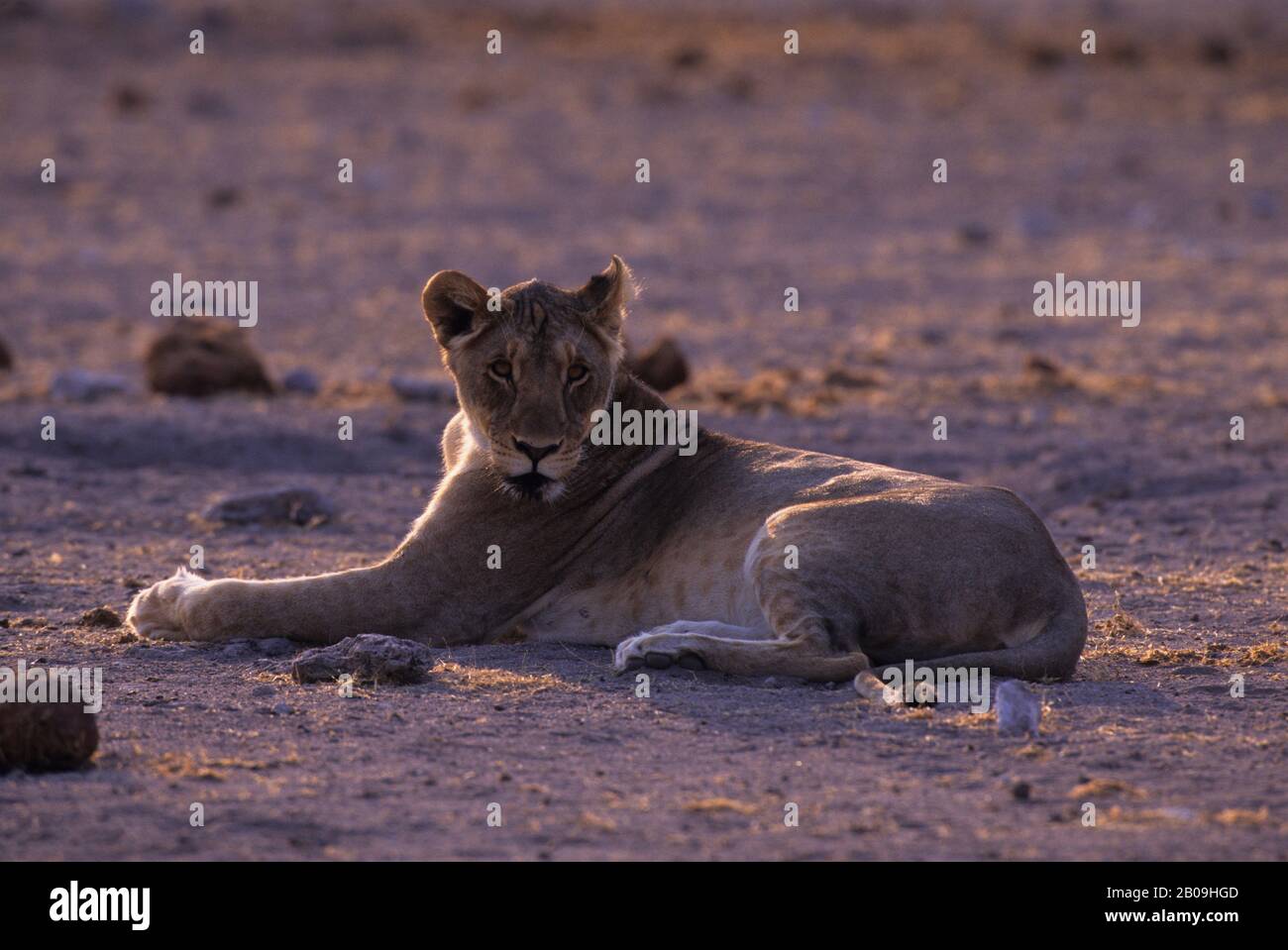 Lioness waterhole etosha national park hi-res stock photography and images - Alamy