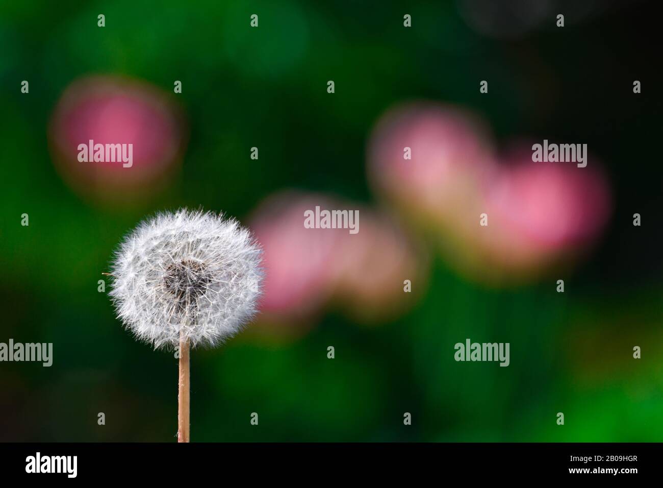Wind moving wild flowers in hi-res stock photography and images - Alamy