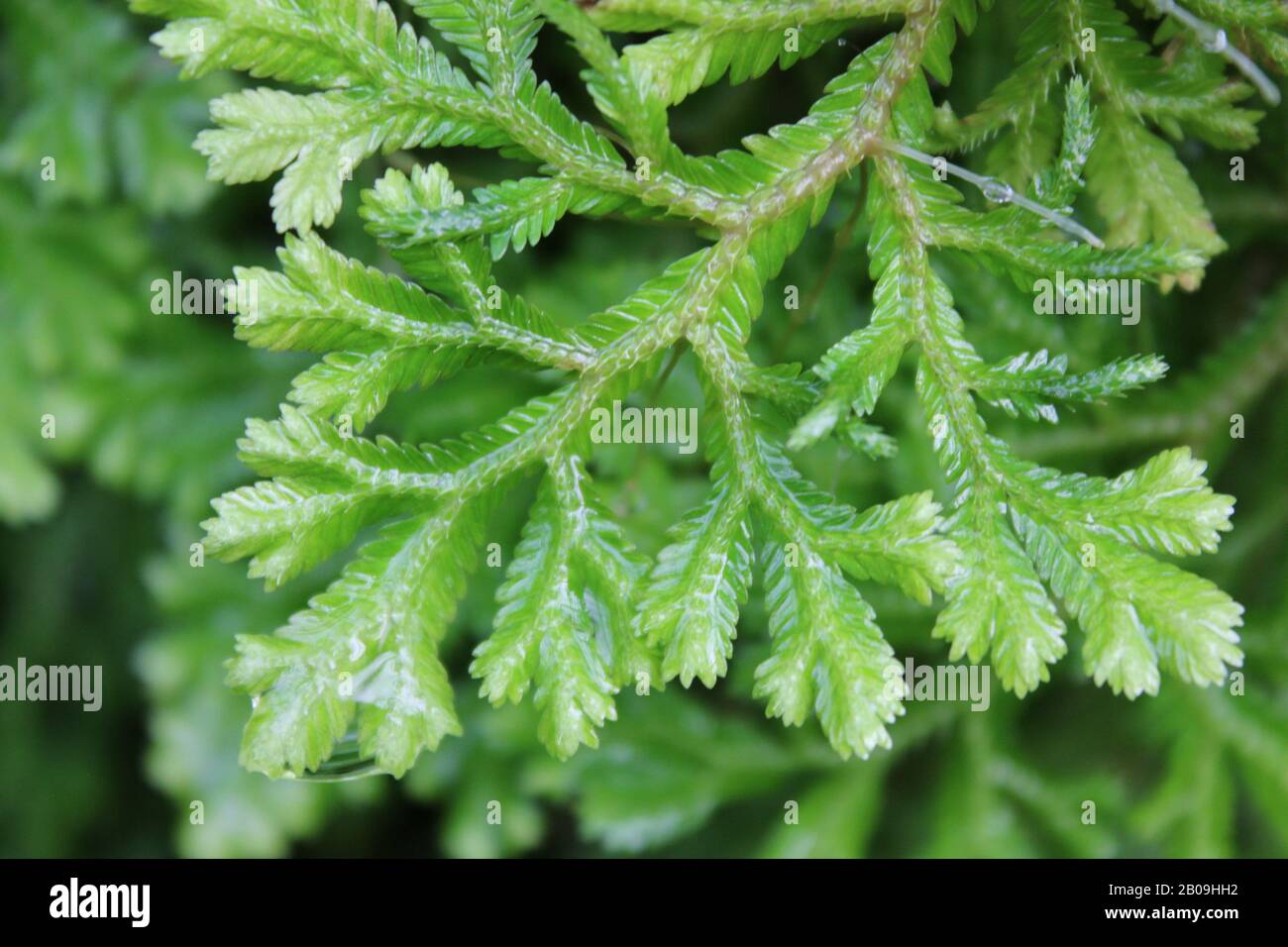 Frosty moss fern, Selaginella kraussiana Stock Photo - Alamy