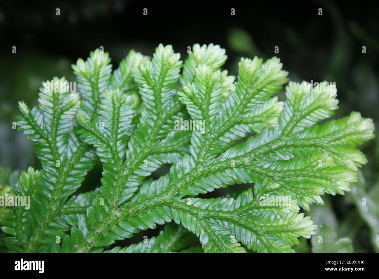 Frosty moss fern, Selaginella kraussiana Stock Photo - Alamy
