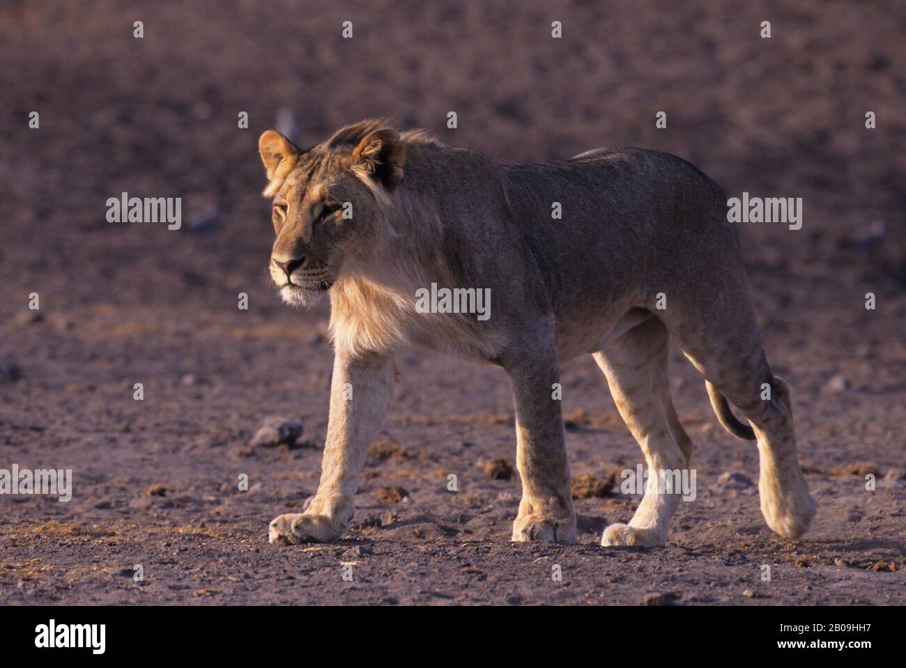 Male lion african wildlife animal hi-res stock photography and images ...