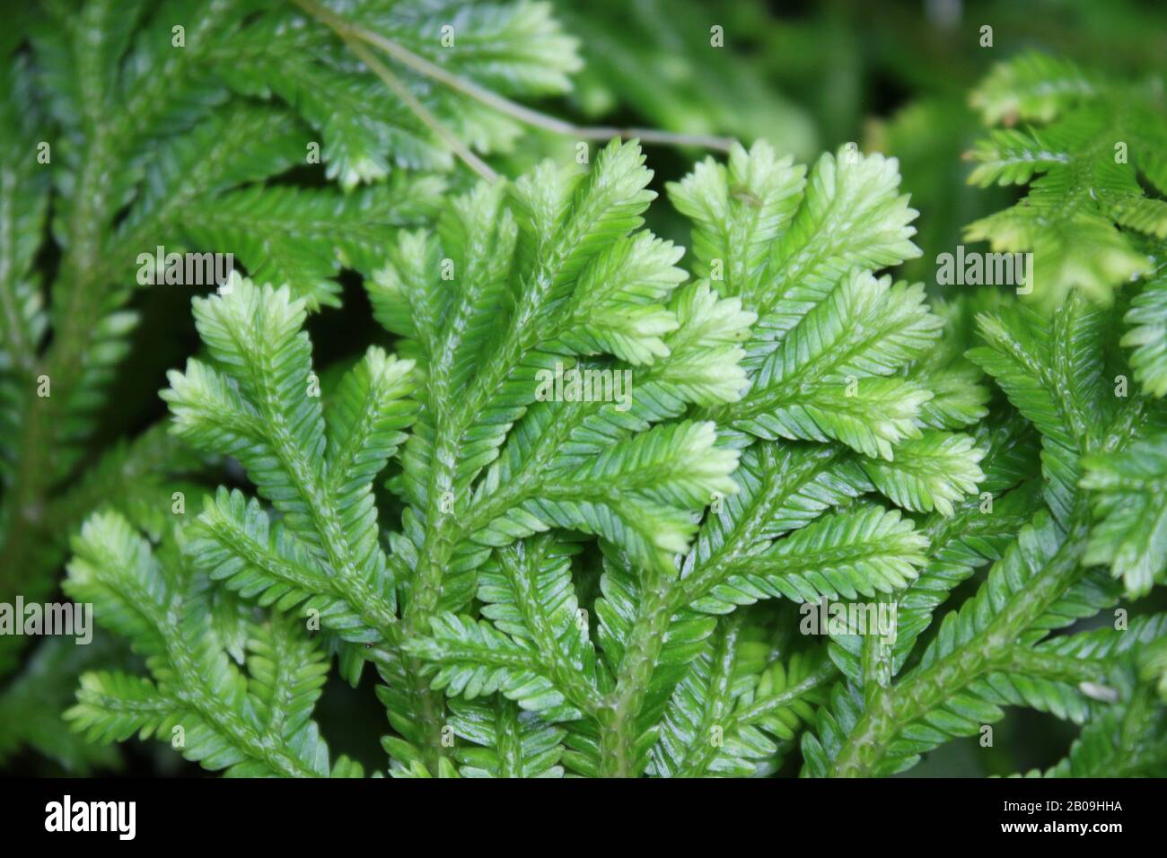 Frosty moss fern, Selaginella kraussiana Stock Photo - Alamy