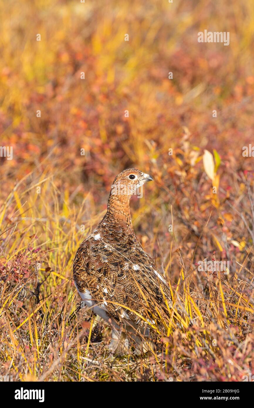 Ptarmigan in Fall plumage in Alaska Stock Photo - Alamy