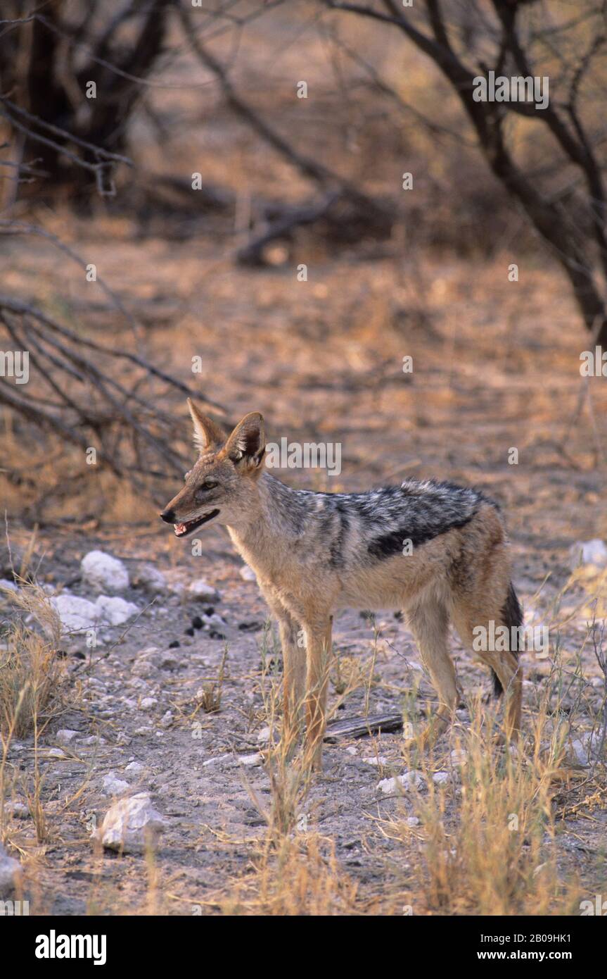 Jackal black backed jackals hi-res stock photography and images - Alamy