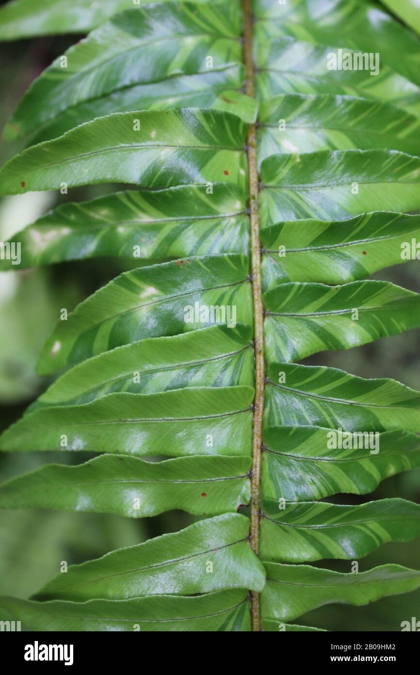 Tiger fern hi-res stock photography and images - Alamy