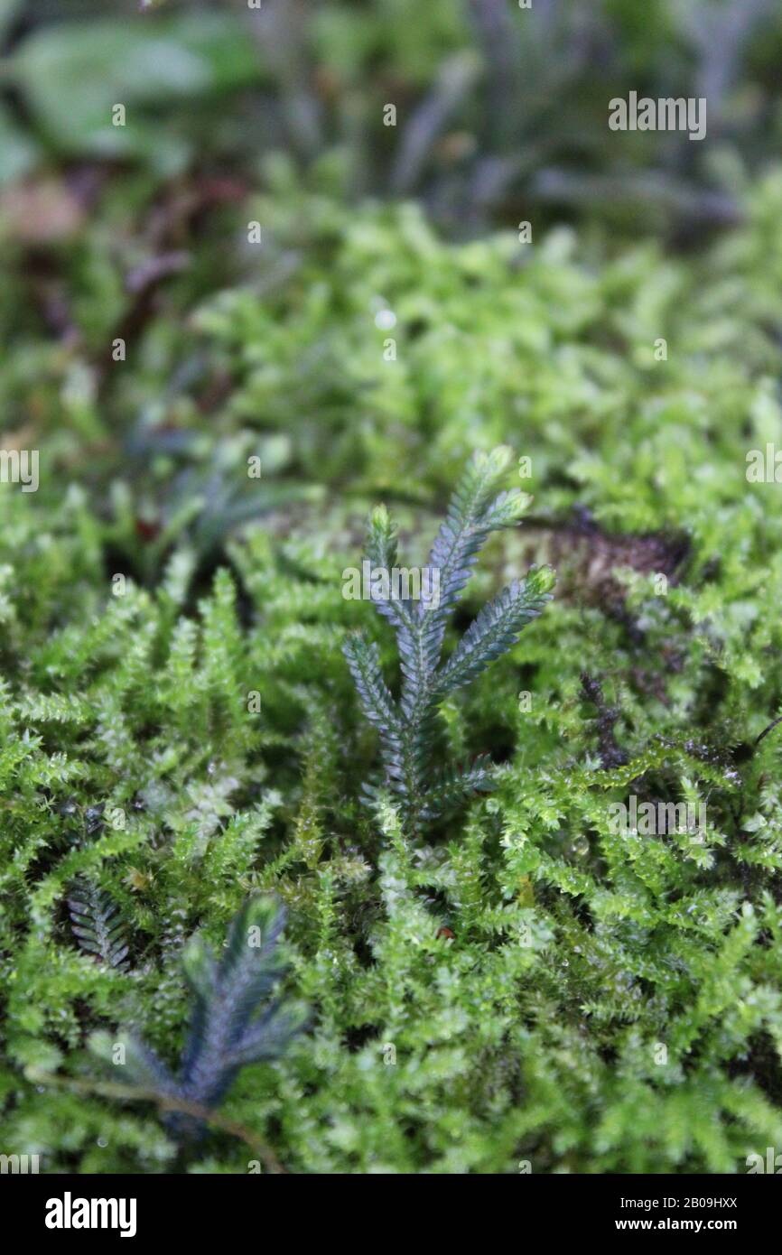 Rare blue fern growing in a bed of meadow spike moss Stock Photo - Alamy