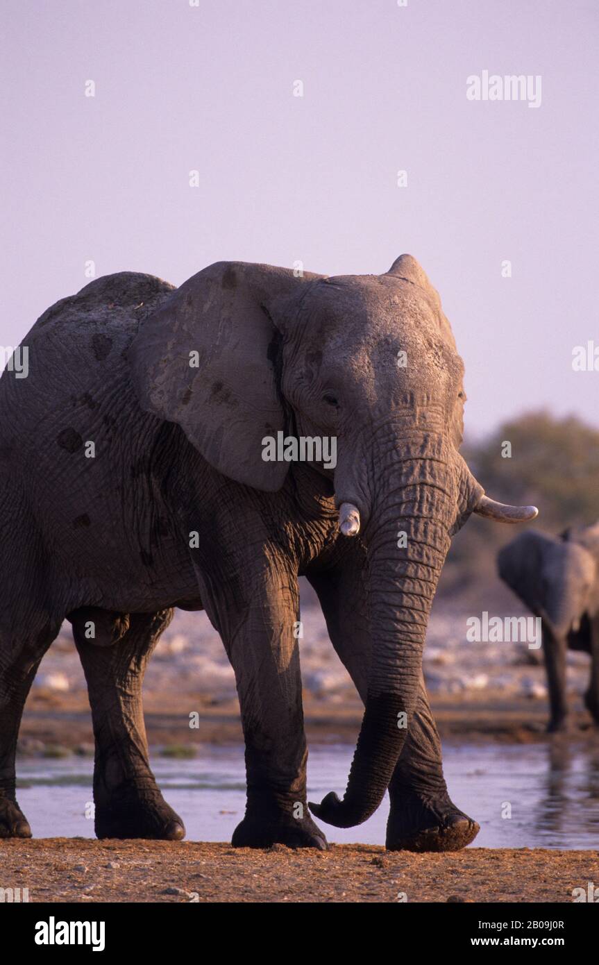 AFRICA, NAMIBIA, ETOSHA NATIONAL PARK, ELEPHANT AT WATERHOLE Stock ...
