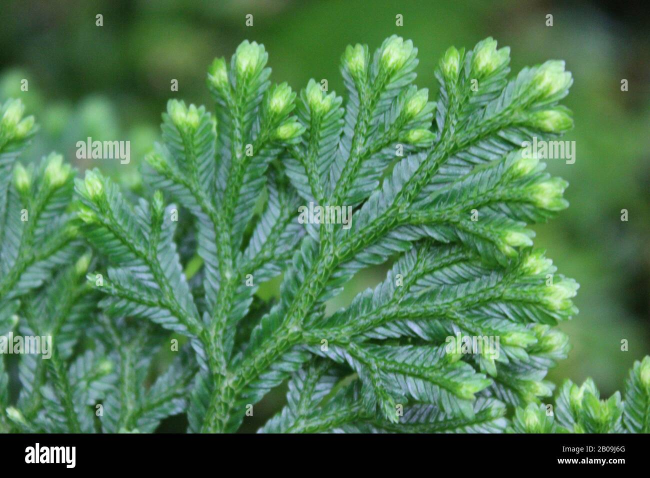 Frosty moss fern, Selaginella kraussiana Stock Photo - Alamy