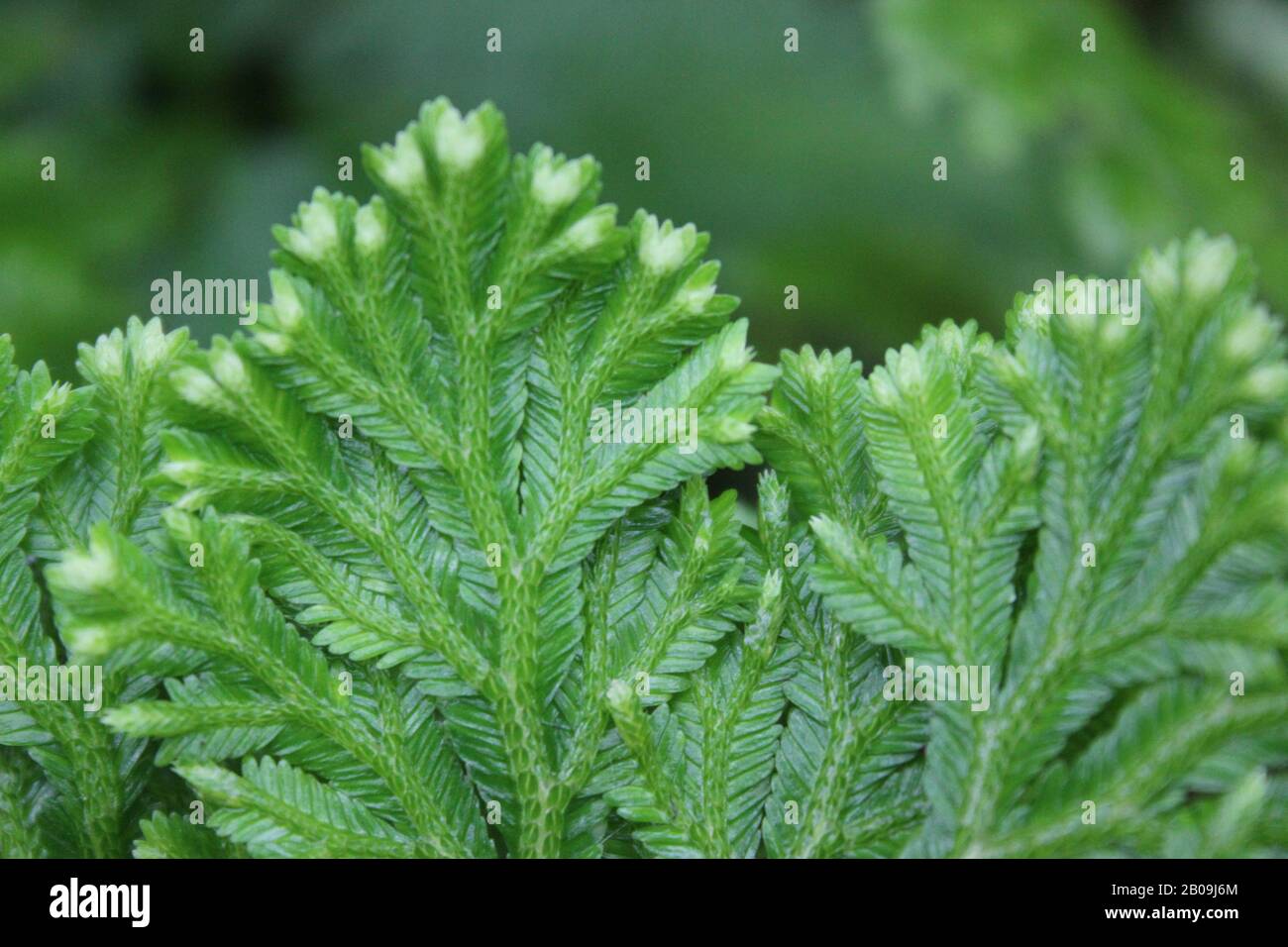 Frosty moss fern, Selaginella kraussiana Stock Photo - Alamy