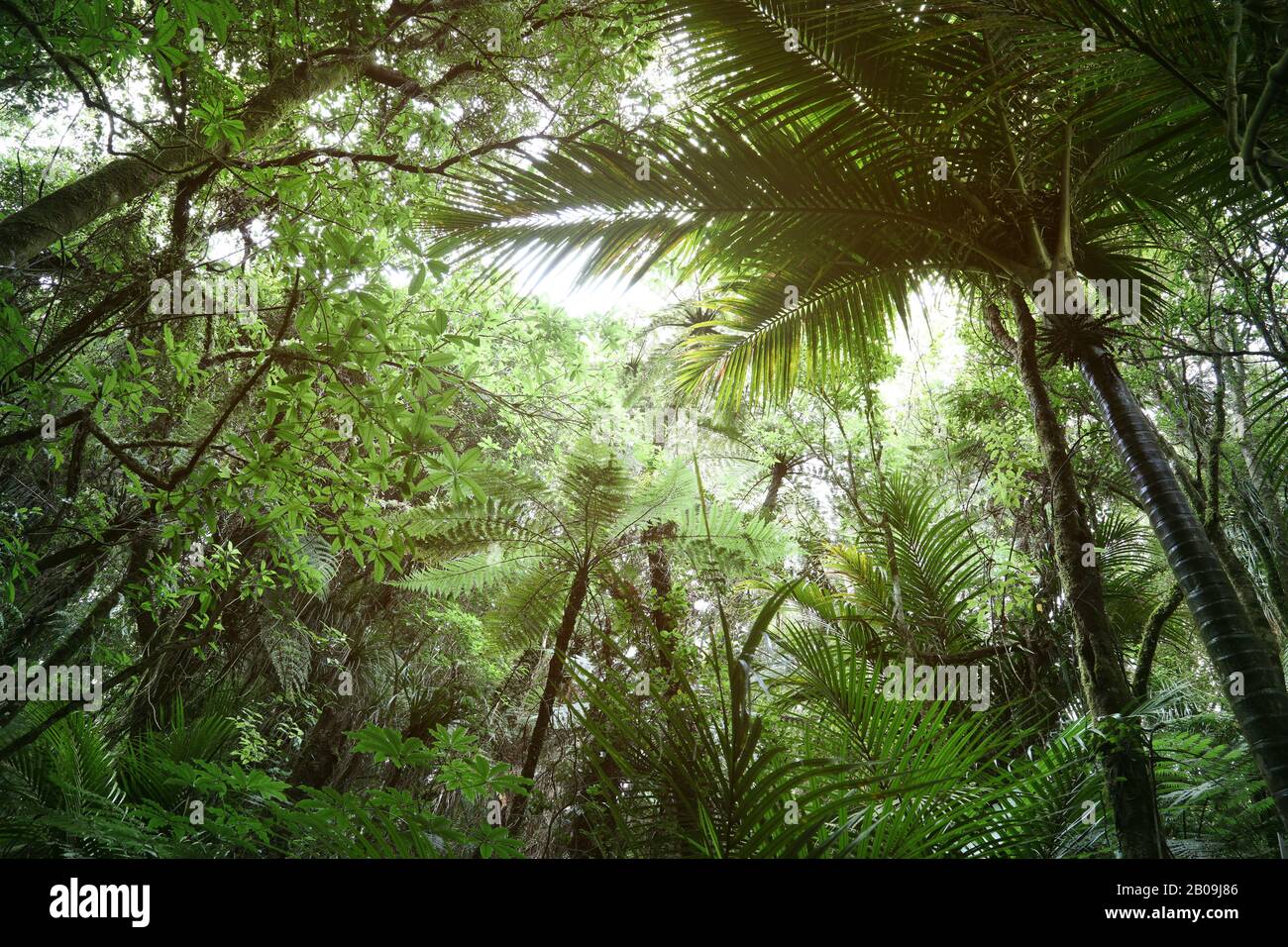 Tree canopy in tropical jungle Stock Photo - Alamy