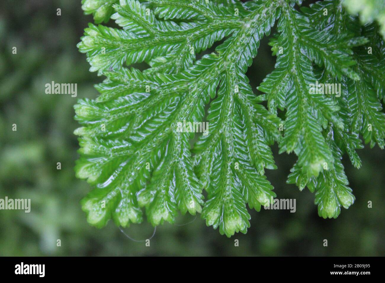 Frosty moss fern, Selaginella kraussiana Stock Photo - Alamy
