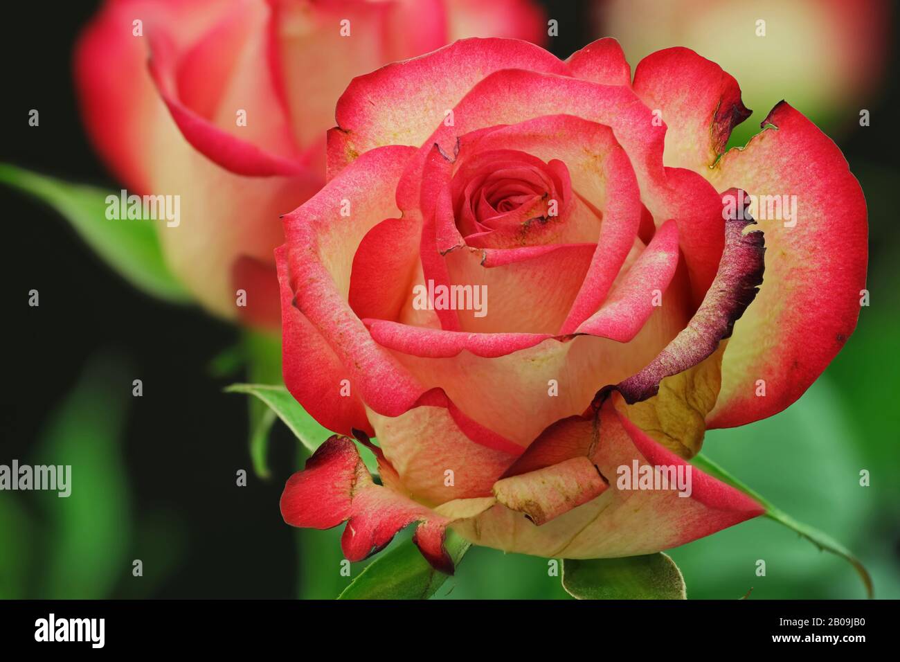 Valentin macro hi-res stock photography and images - Alamy