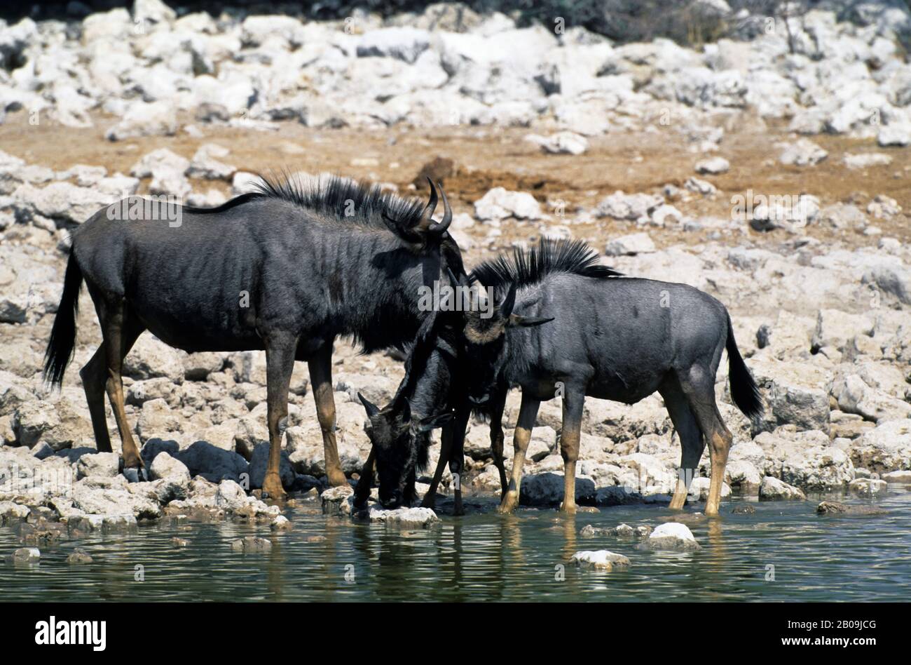 NAMIBIA, ETOSHA NATIONAL PARK, WILDEBEEST Stock Photo - Alamy