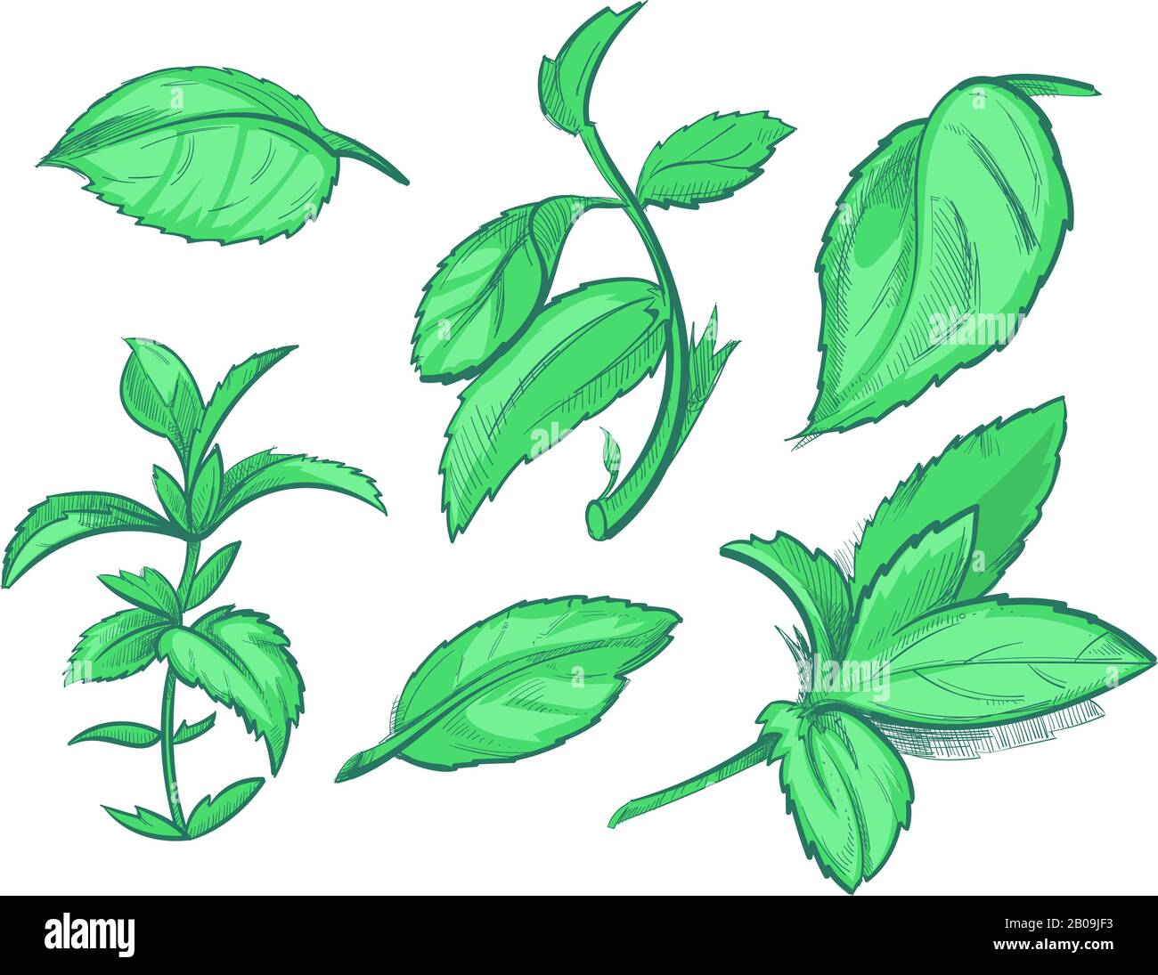 Mint leaf isolated Stock Vector Images - Alamy