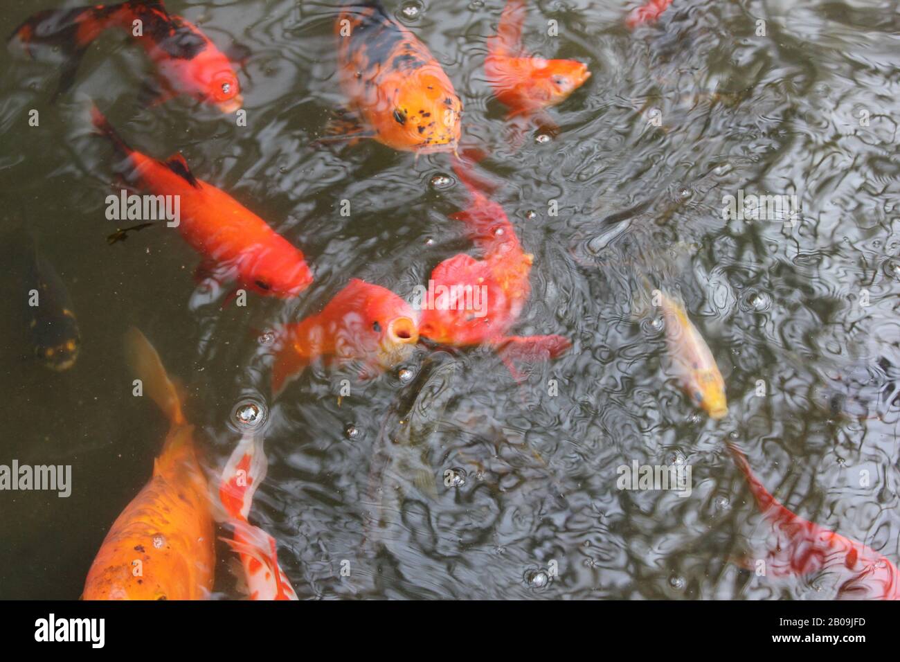 Orange And Black Koi Carp High Resolution Stock Photography and Images ...