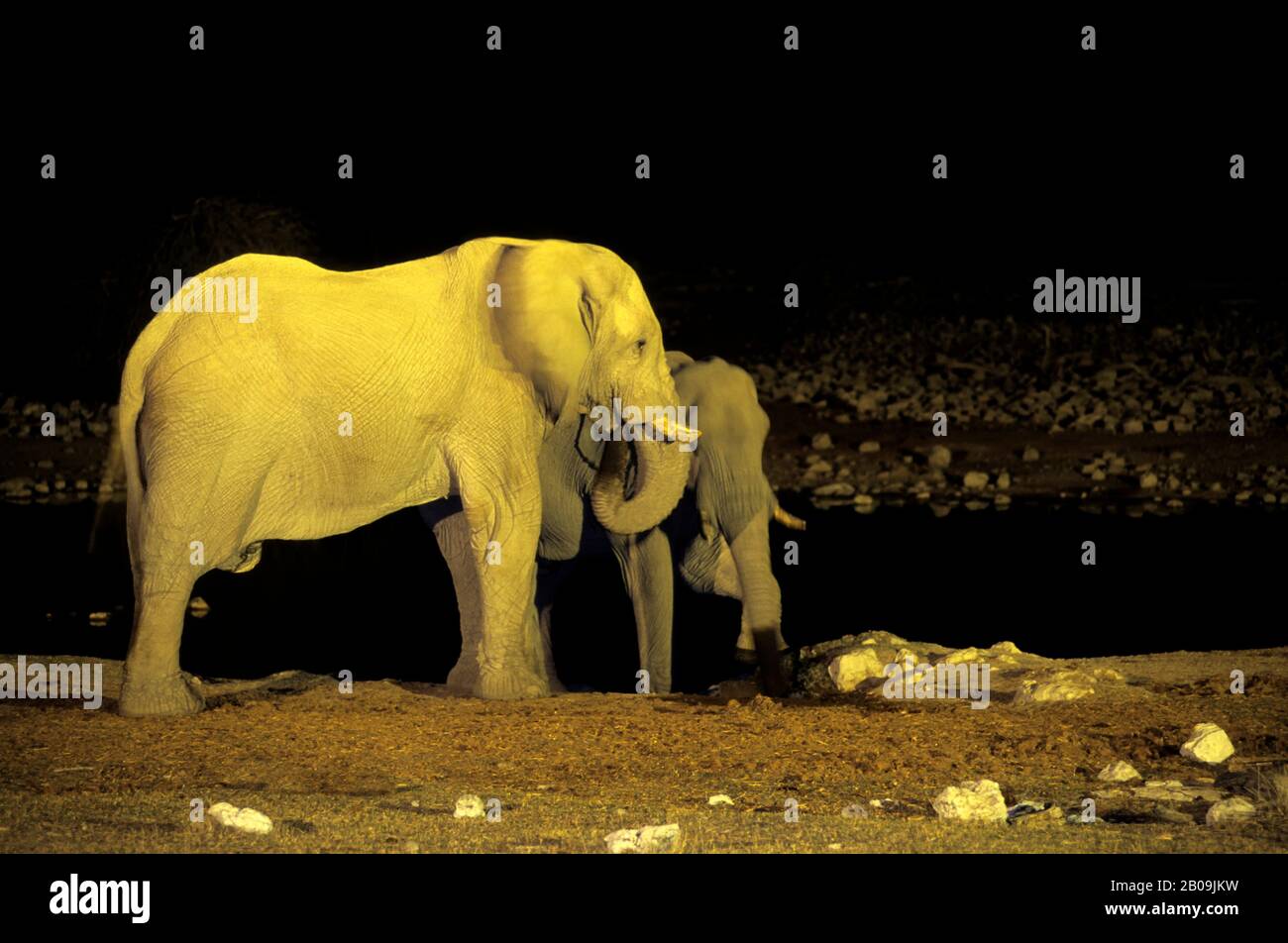 Elephants at night hi-res stock photography and images - Alamy