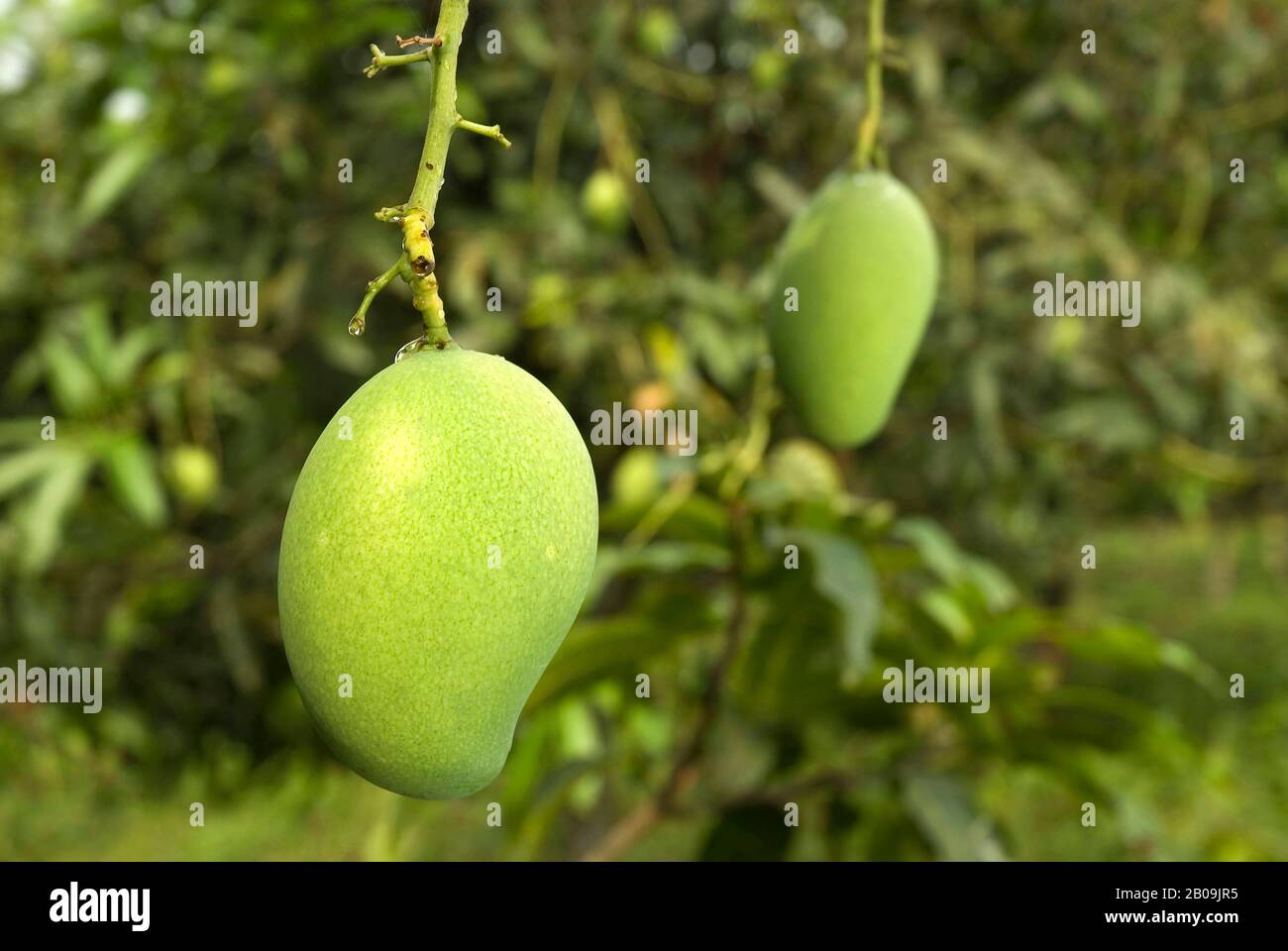 Green mangoes on a tree. Rangamati, Bangladesh. April 18, 2010. Mango ...
