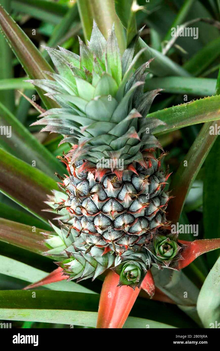 A pineapple (Ananas comosus) on its parent plant. Rangamati, Bangladesh ...