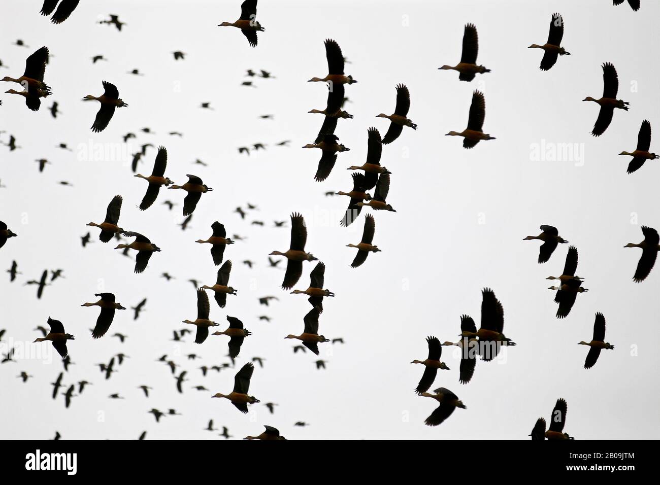 Migratory birds over the lake at Bangladesh Livestock Research ...