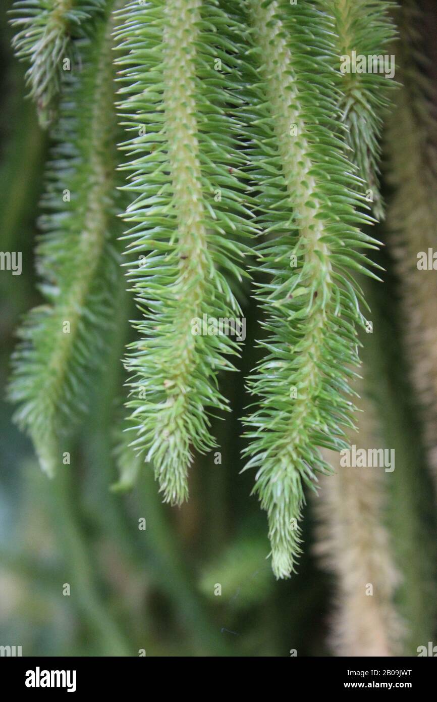 Fresh green Lycopodium squarrosum fern and rock tassel fern, club mode ...