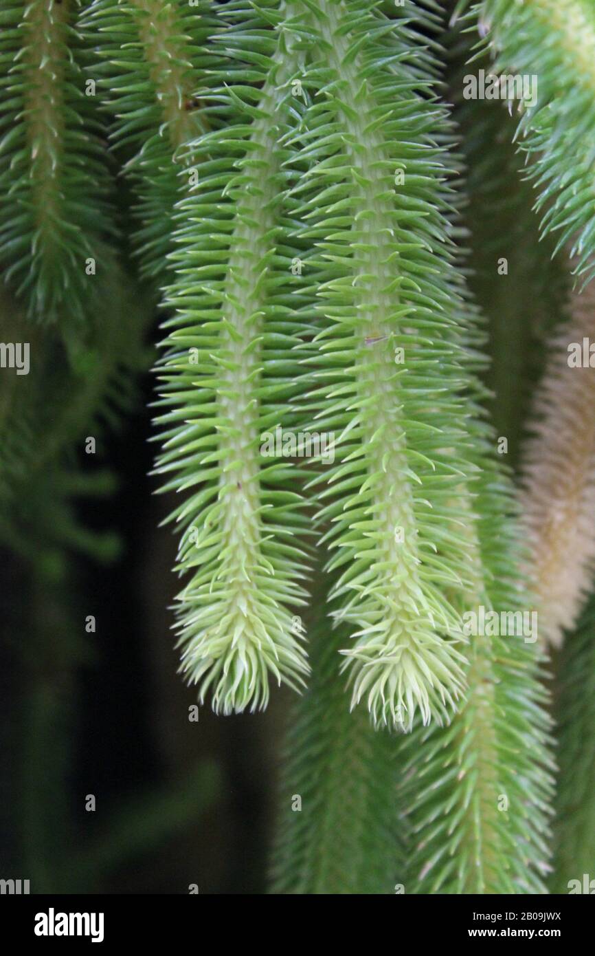 Fresh green Lycopodium squarrosum fern and rock tassel fern, club mode ...